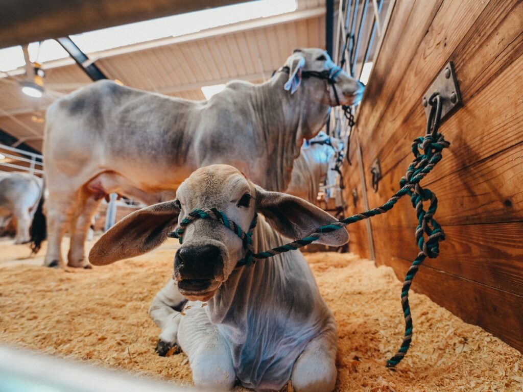 Livestock Barns - Florida State Fairgrounds
